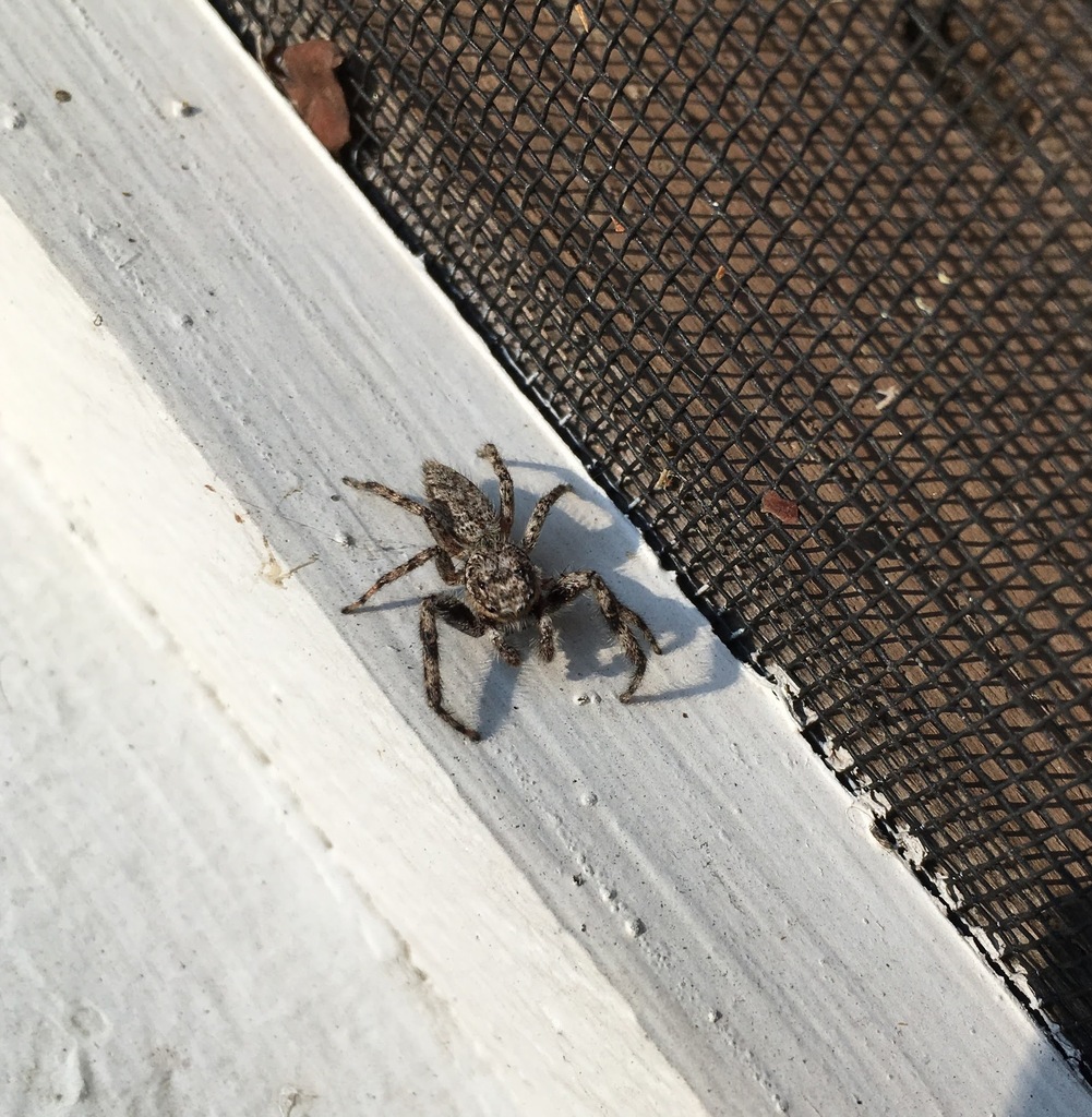 Tan Jumping Spider from Geauga County, OH, USA on September 3, 2017 at ...