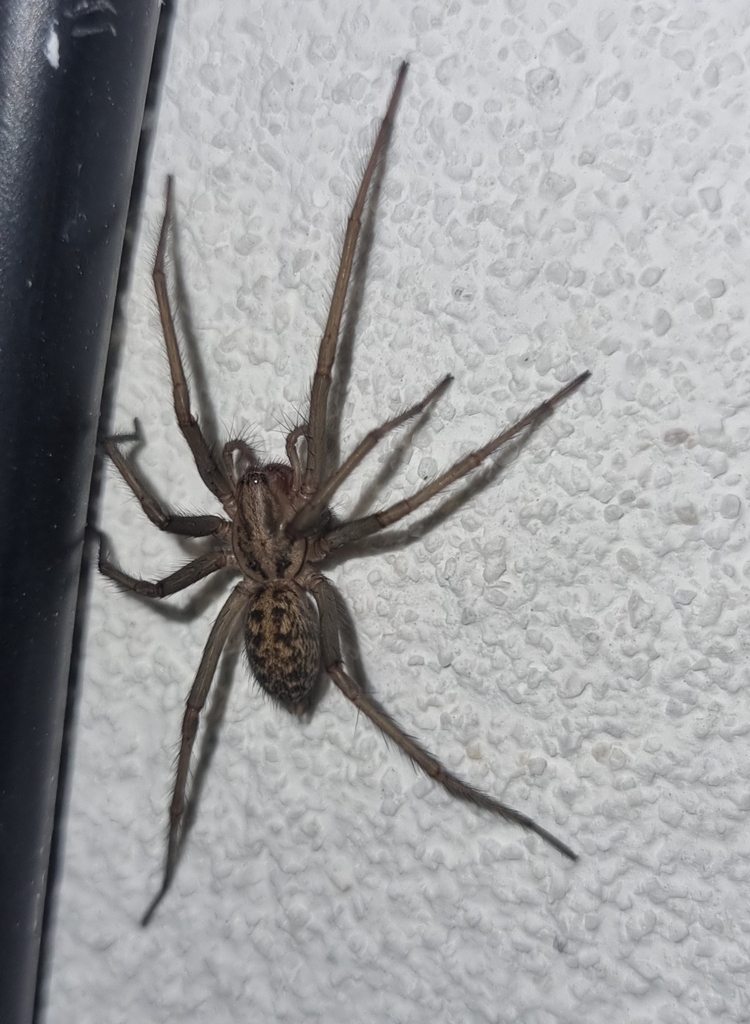 Giant House Spider from Harrow HA3, UK on September 5, 2023 at 09:01 PM ...