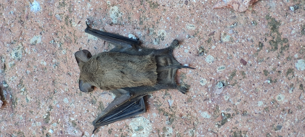 Mexican Free-tailed Bat from San Rafael, Mendoza, Argentina on August ...