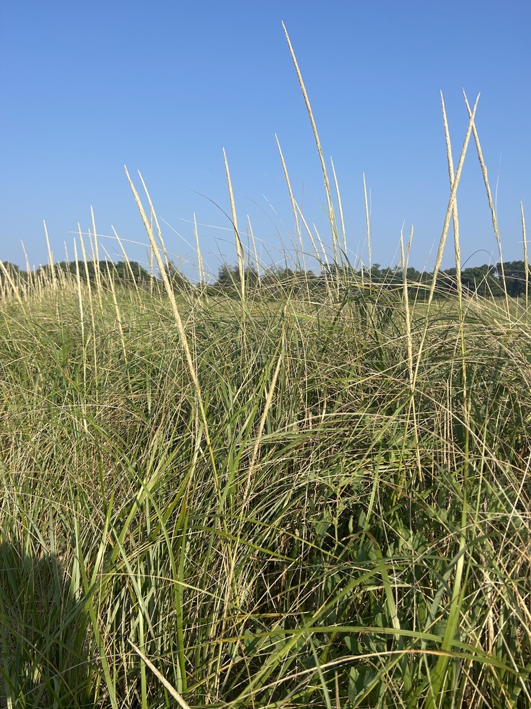 American marram grass from Scarborough River, Scarborough, ME, US on ...