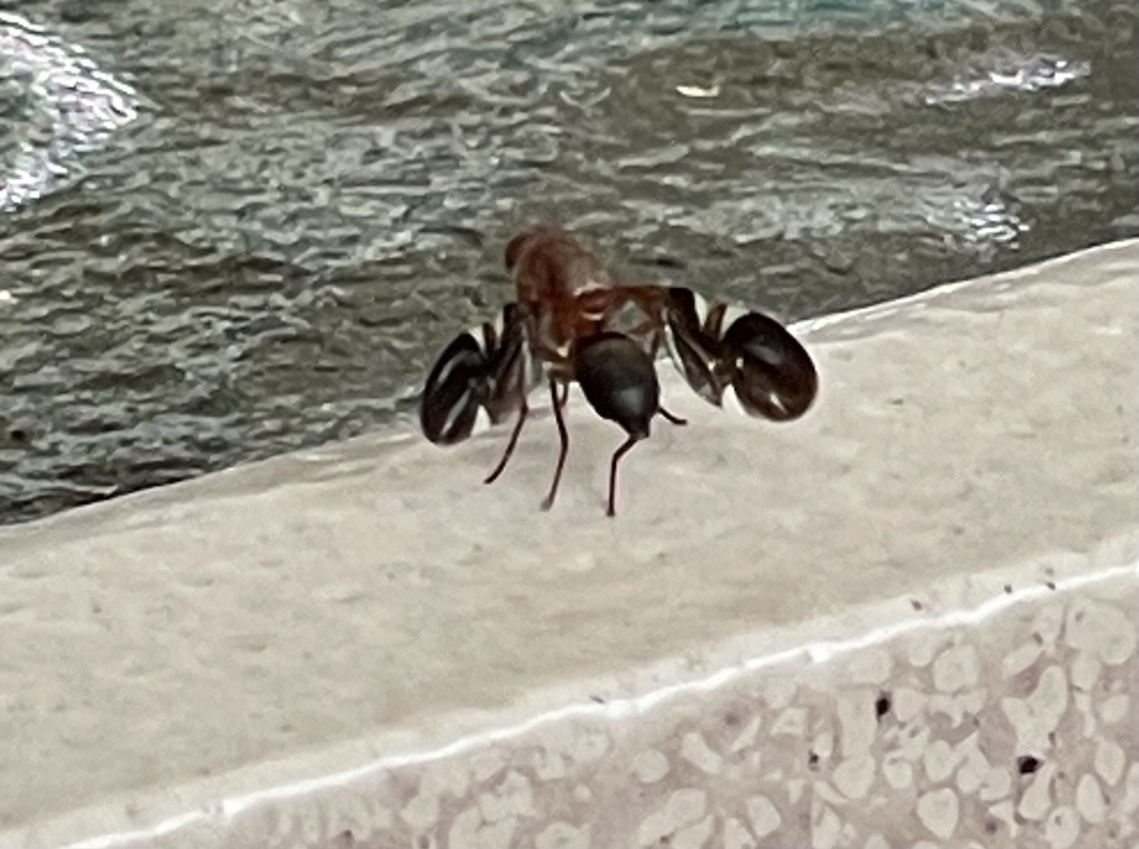 Common Picture-winged Fly from Moorhill Dr, Evendale, OH, US on ...