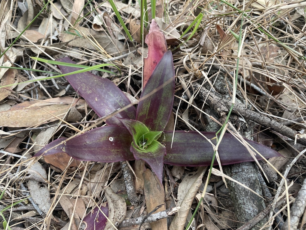 False Bromeliad Plant from Heritage Park, QLD, AU on August 29, 2023 at ...