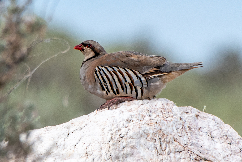 Chukar from Davis County, UT, USA on September 3, 2023 at 10:10 AM by ...