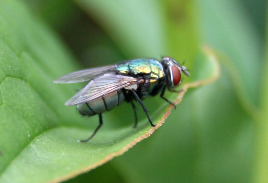 Common European Greenbottle Fly from Kalamazoo County, US-MI, US on ...