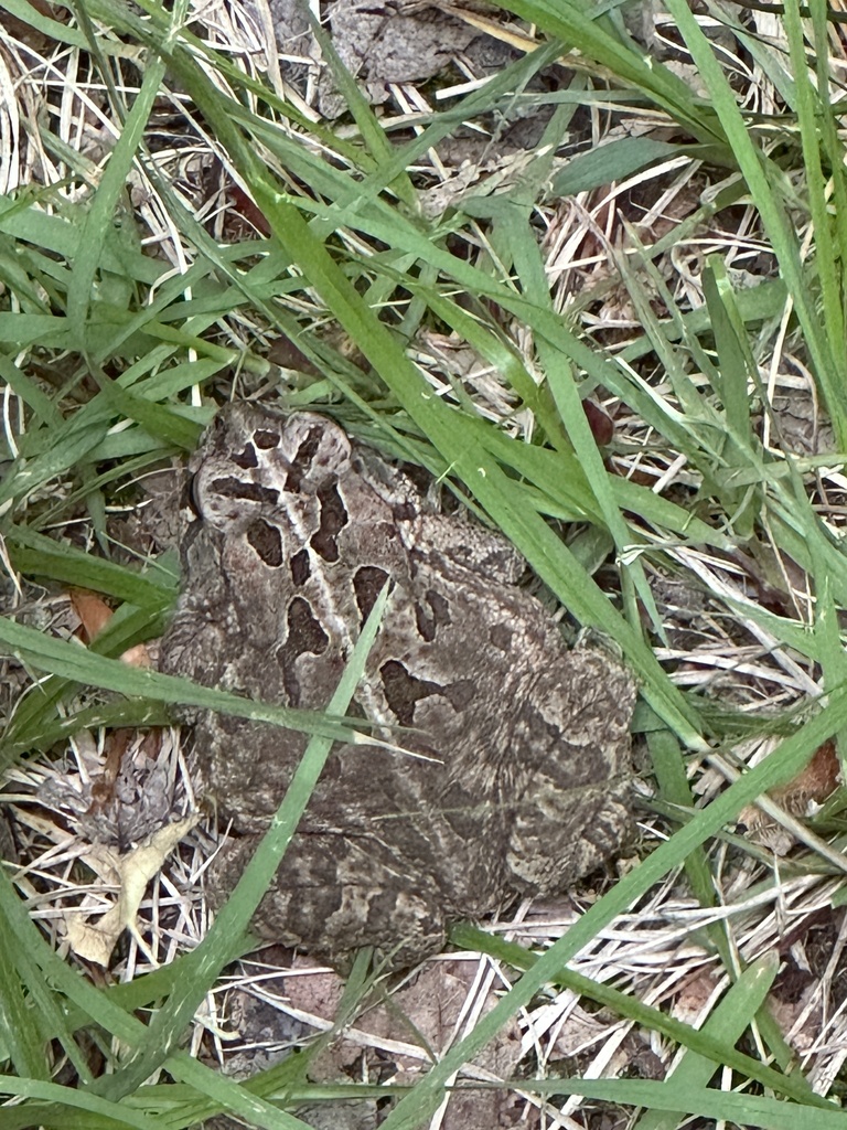 Fowler's Toad from Kinnelon, NJ, US on June 3, 2023 at 08:42 AM by Dina ...