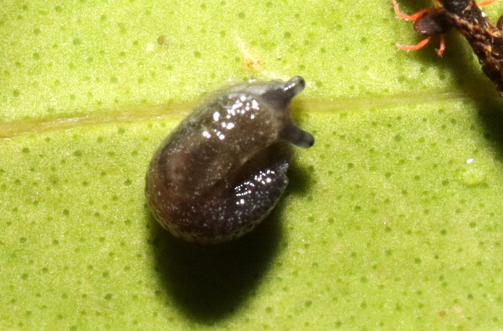 Hedgehog Slug from Pilmaiquen, Río Bueno, Los Ríos, Chile on September ...