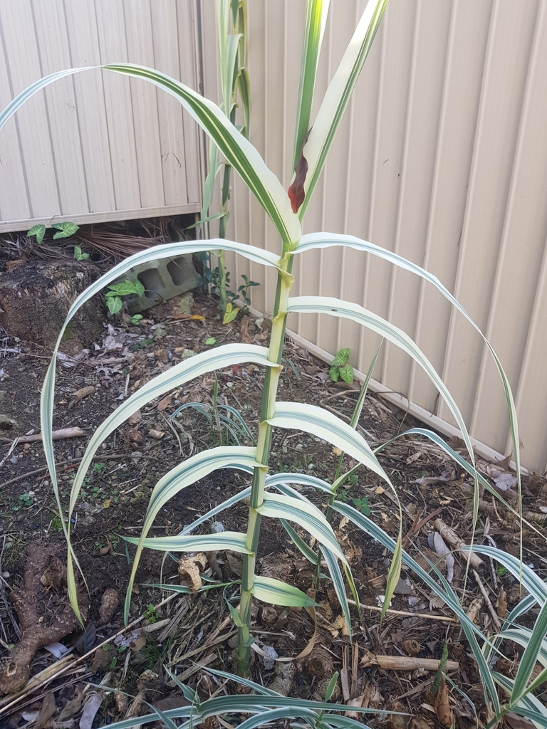 Spanish reed from Southport QLD 4215, Australia on September 6, 2023 at ...