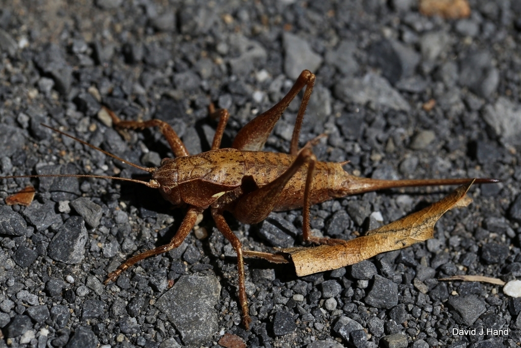 Something by Angie Spagnoli · iNaturalist