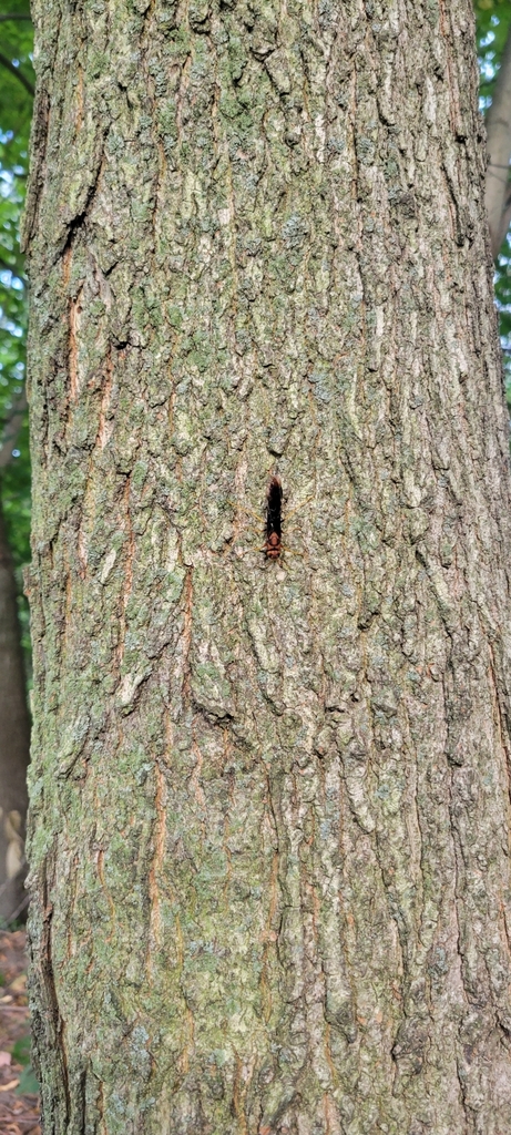 Pigeon Horntail from Plymouth, IN 46563, USA on September 05, 2023 at ...
