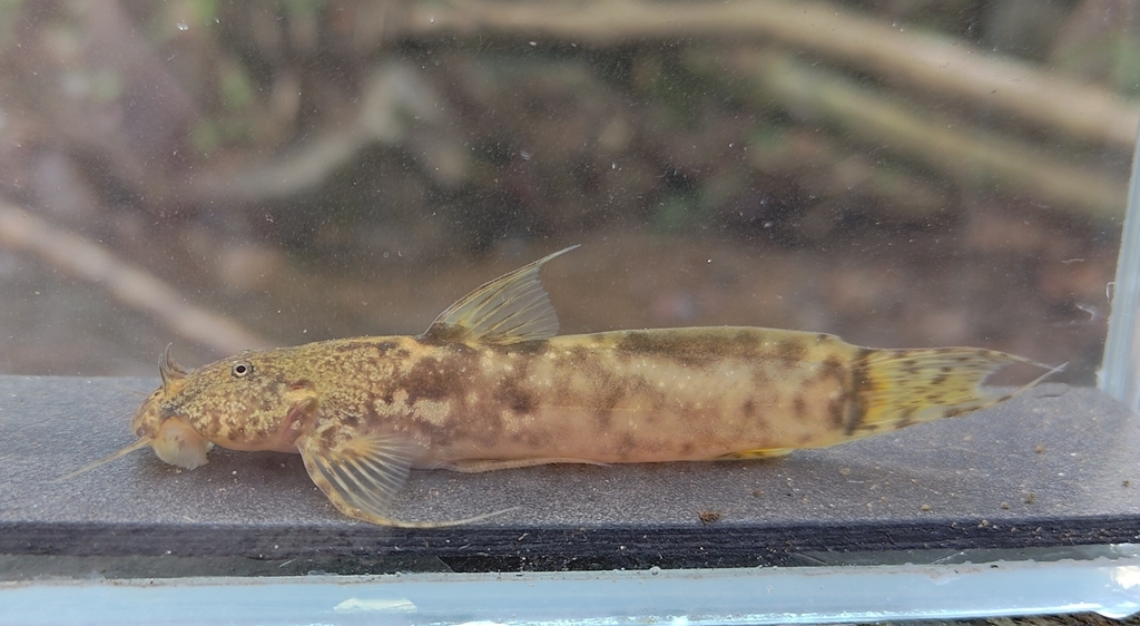 Astroblepus from Mindo, Ecuador on September 5, 2023 at 10:23 AM by ...