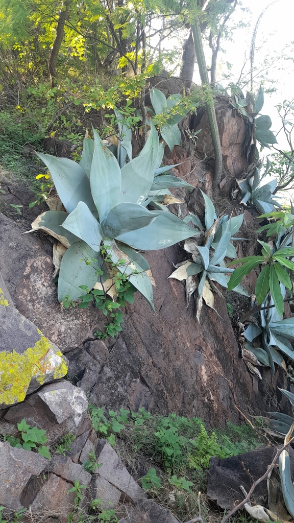 Agave infiernilloensis from 61865 Mich., México on July 29, 2023 at 08: ...