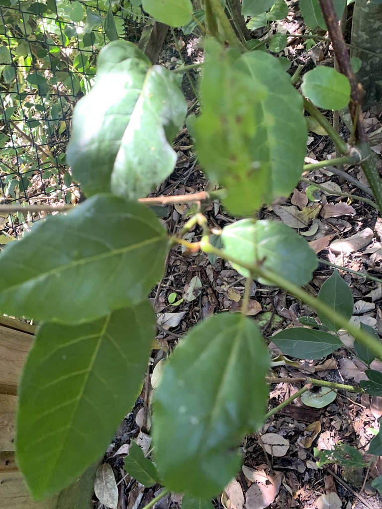 Kangaroo Vine from River St, New Brighton, NSW, AU on September 6, 2023 ...