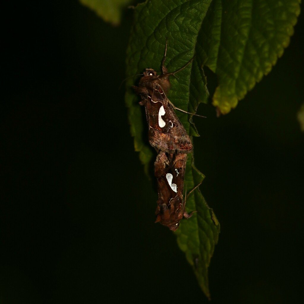Bilobed Looper Moth from Near Westside, Indianapolis, IN, USA on August ...