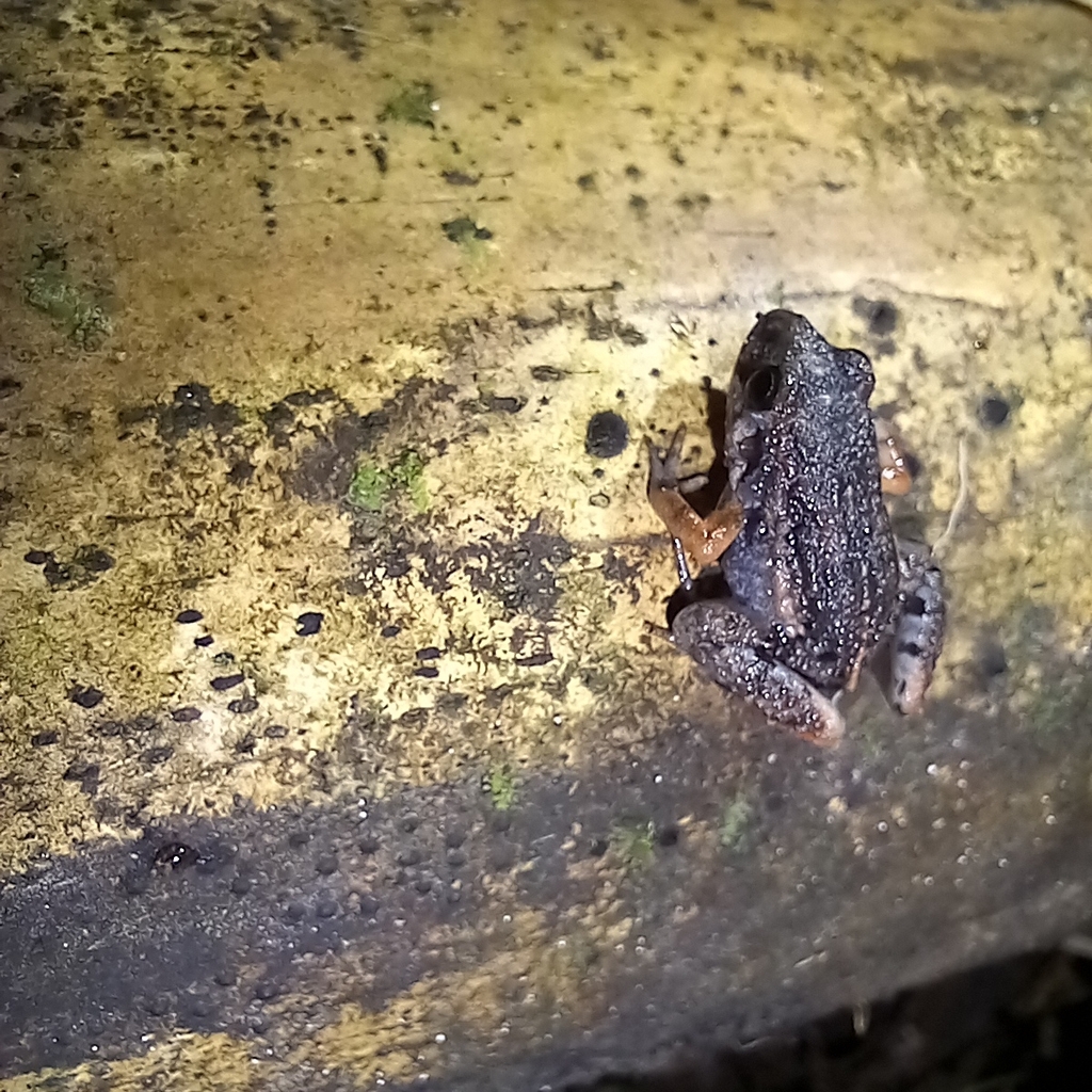 Cocha Chirping Frog from Madre Tierra, Ecuador on September 3, 2023 at ...