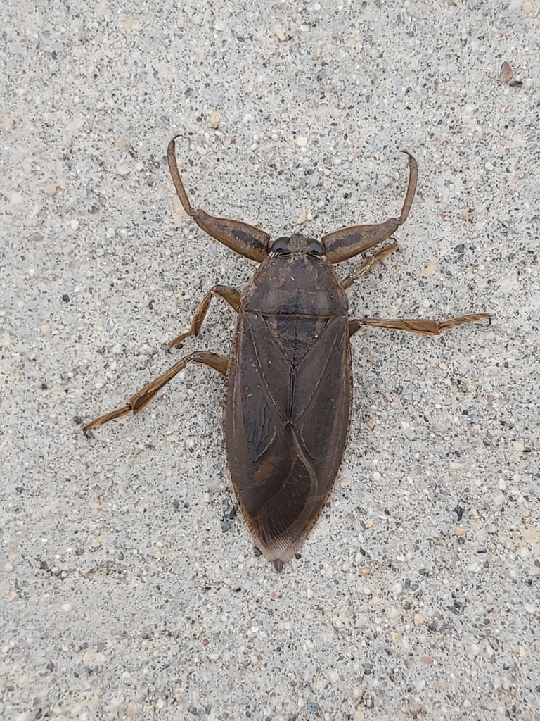 American Giant Water Bug from Southbound Hamelin at Sony, Winnipeg, MB ...
