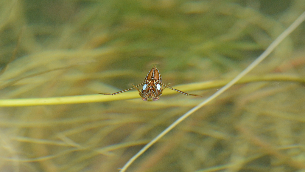 Enithares biimpressa from Lo Wai, Hong Kong on September 4, 2023 at 10: ...