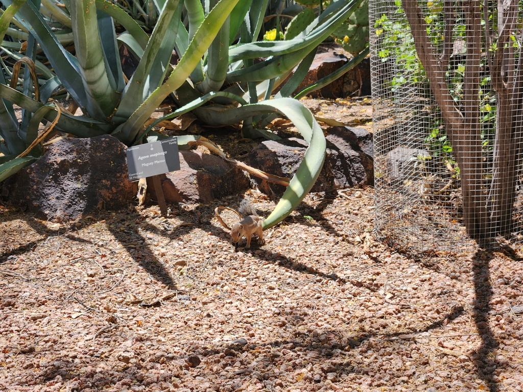 Harris' Antelope Squirrel from Tempe, AZ 85281, USA on May 29, 2023 at ...