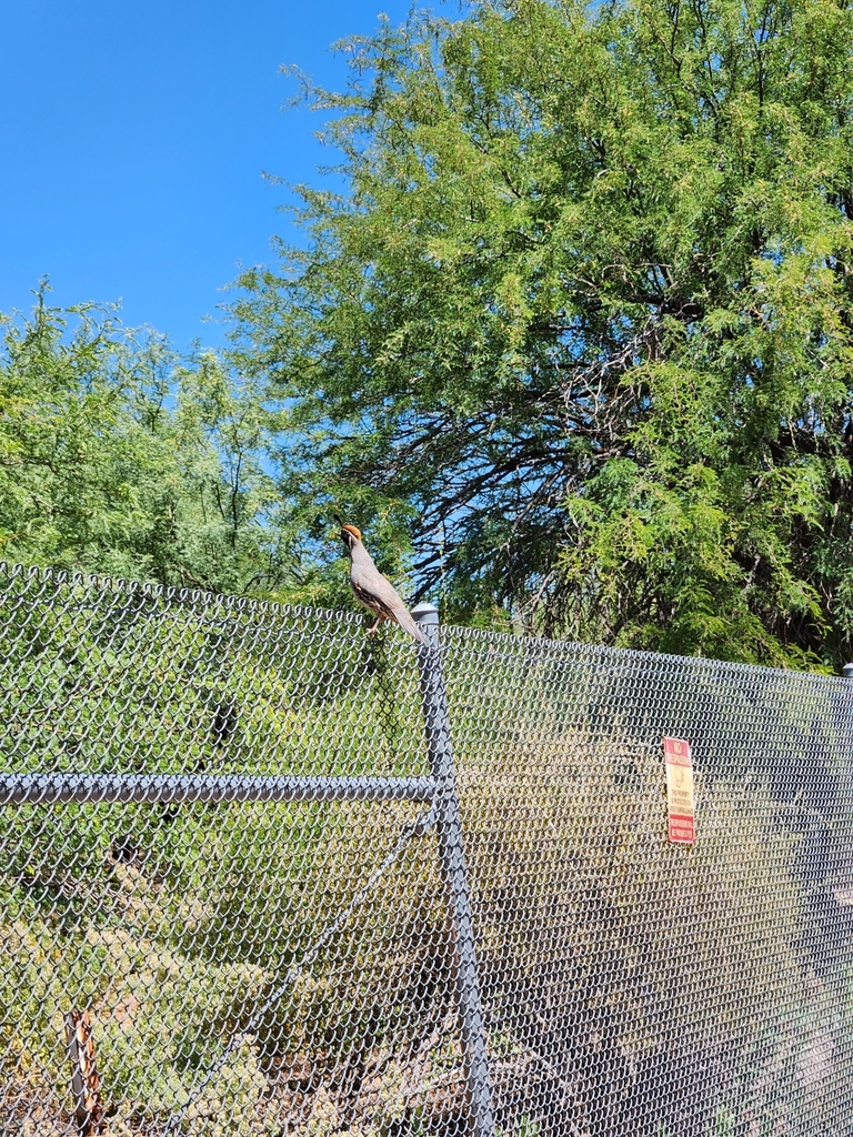 Gambel's Quail from Tempe, AZ 85281, USA on May 29, 2023 at 11:01 AM by ...