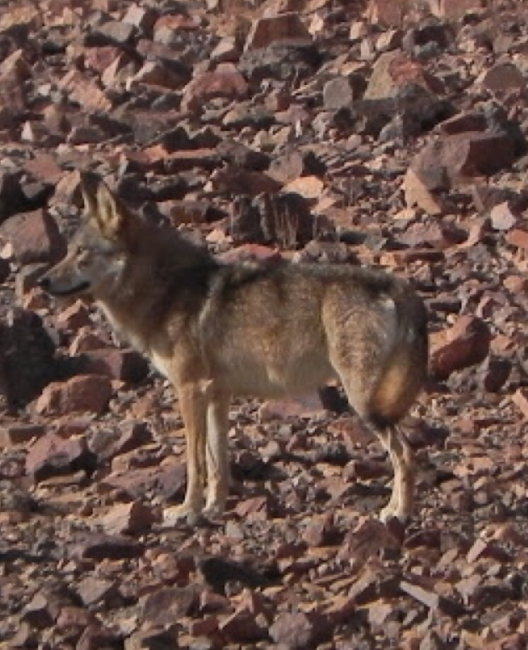 Arabian Wolf from منطقة تبوك, , منطقة تبوك, SA on January 25, 2016 at ...