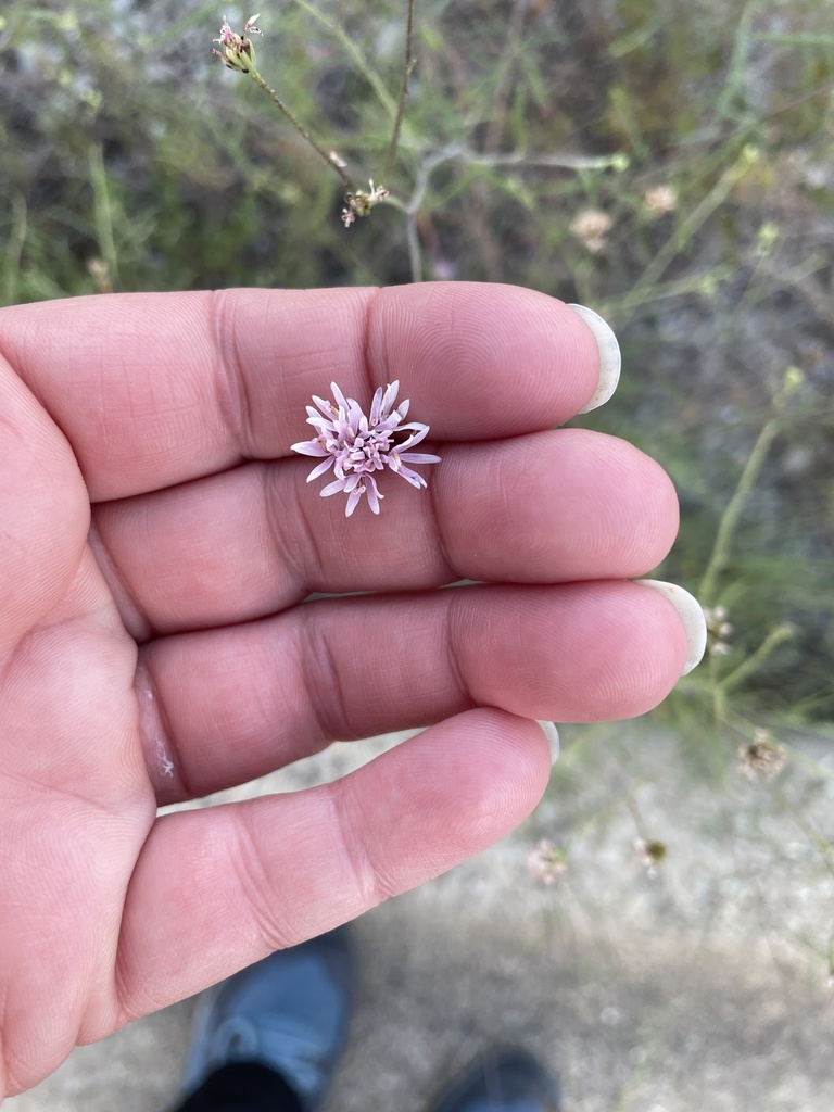 Small Palafox from Lenhart Dr, Branson, MO, US on September 4, 2023 at ...