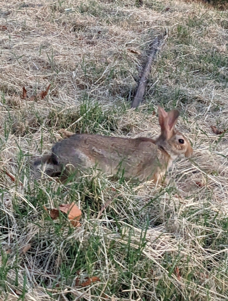 Eastern Cottontail from Congress Avenue Historic District, Austin, TX ...
