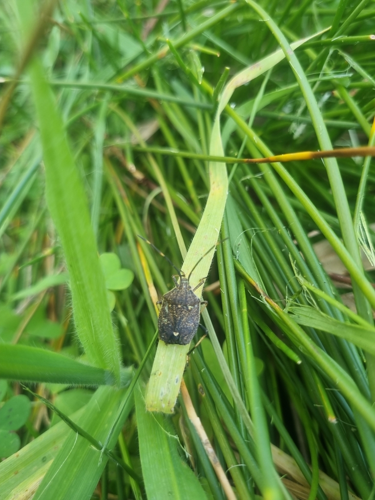 Brown Shield Bug from Rye VIC 3941, Australia on September 6, 2023 at ...