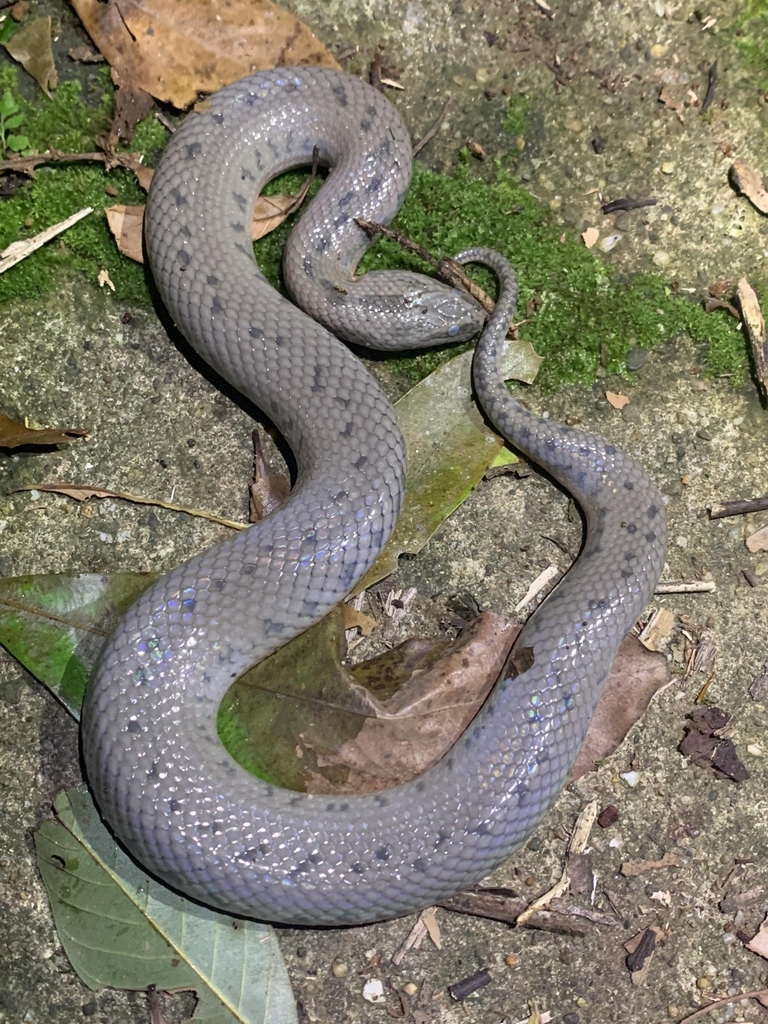 Chinese Water Snake from 9H2R+MWM, Cuc Phuong, Nho Quan District, Ninh ...