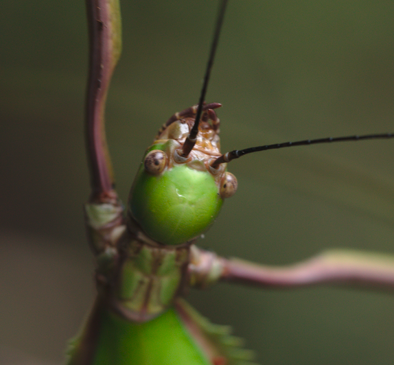 Macrophasma biroi in December 2017 by isawe · iNaturalist