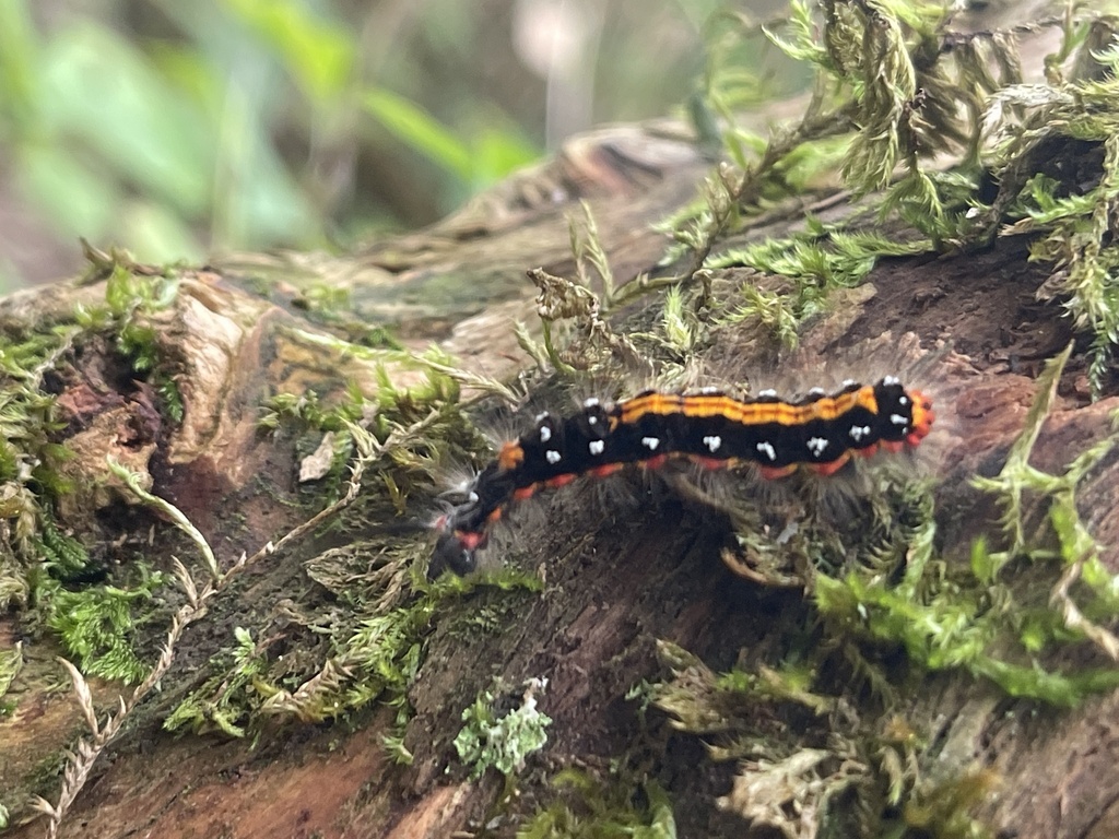 Swan Moth from Senhoshi Kuzure, Rishiri, Rishiri-Gun, Hokkaido, JP on ...