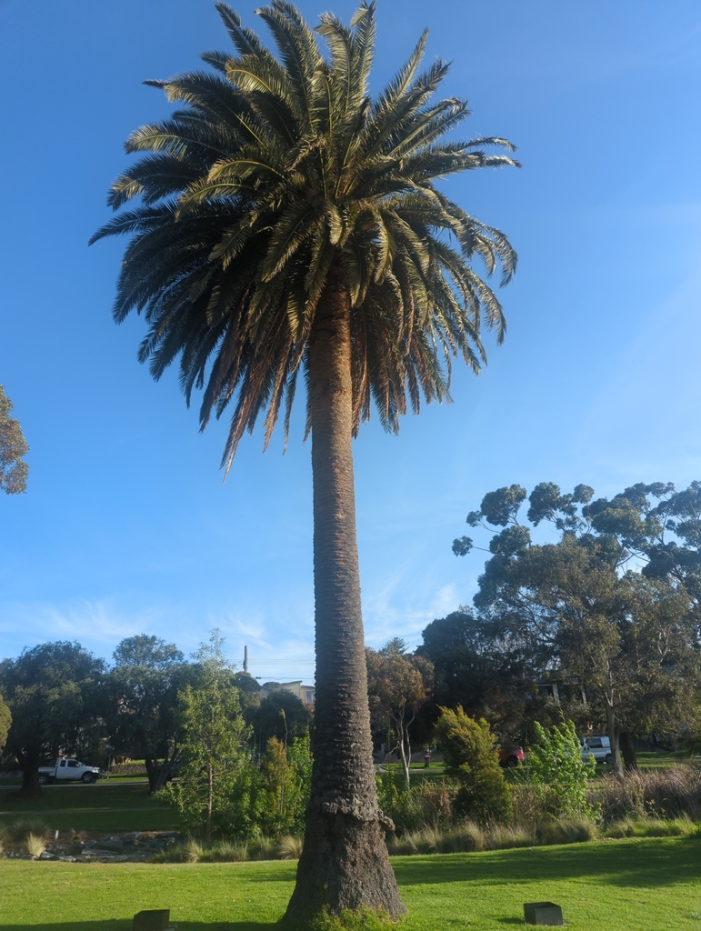 Canary Island palm from Frankston VIC 3199, Australia on September 6 ...