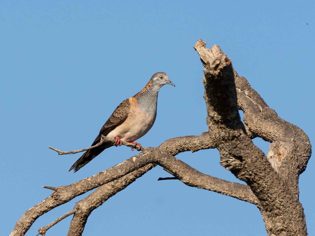Bar-shouldered Dove from Red Rock NSW 2456, Australia on September 5 ...