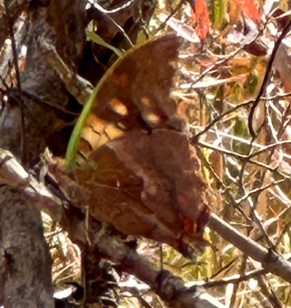 Madagascar Green-veined Charaxes from Ihosy, Madagascar on August 3 ...