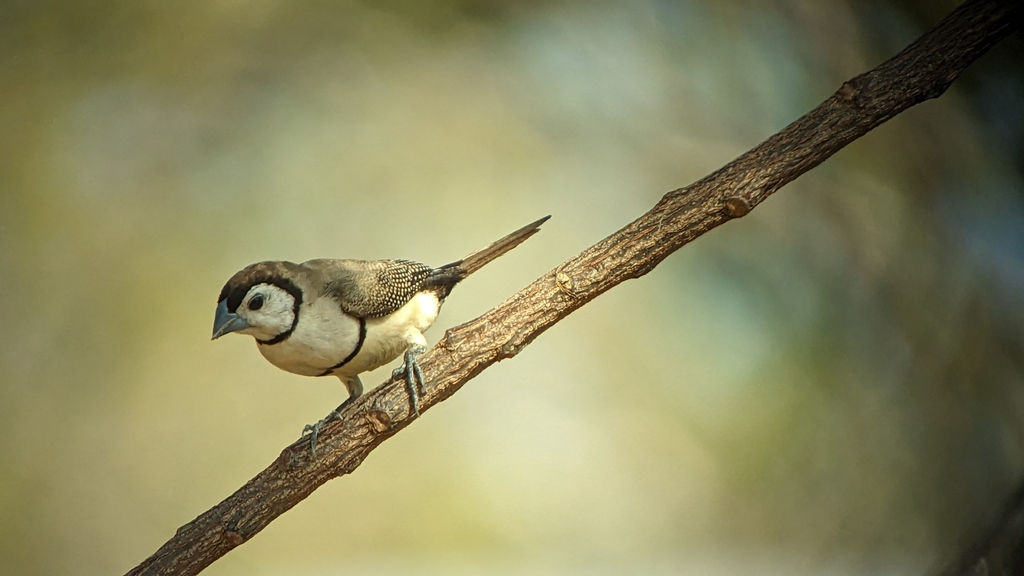 Double-barred Finch from Uralla NT 0852, Australia on September 3, 2023 ...