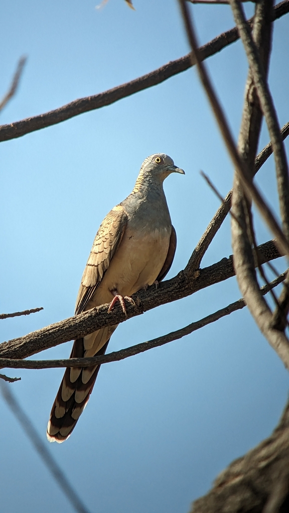 Bar-shouldered Dove from Uralla NT 0852, Australia on September 3, 2023 ...