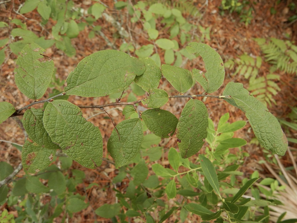 blue huckleberry from Marion County, FL, USA on September 2, 2023 at 02 ...