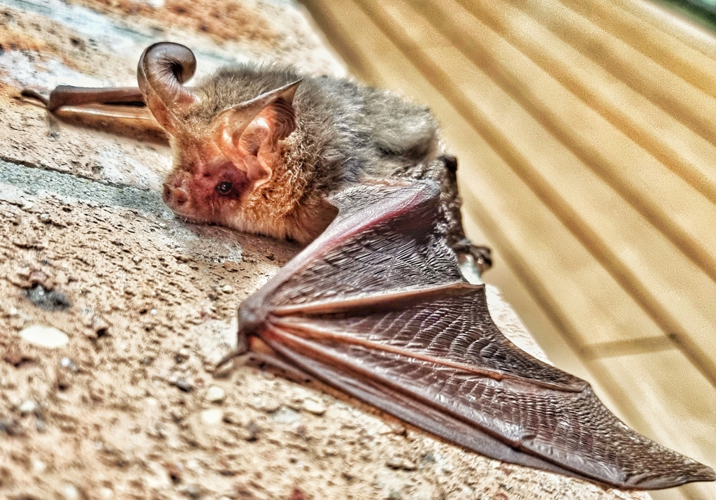 Eastern Long-eared Bat from Fullerton Cove Rd opp Coxs Lane, Fullerton ...