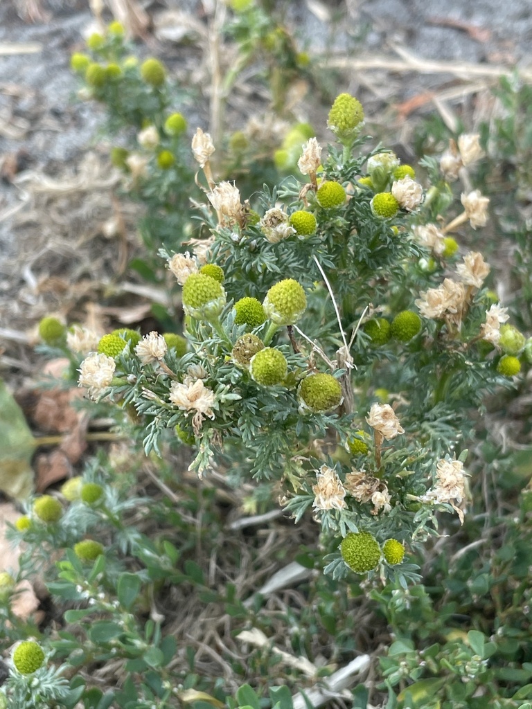 pineapple-weed from Alki Beach Park, Seattle, WA, US on August 19, 2023 ...
