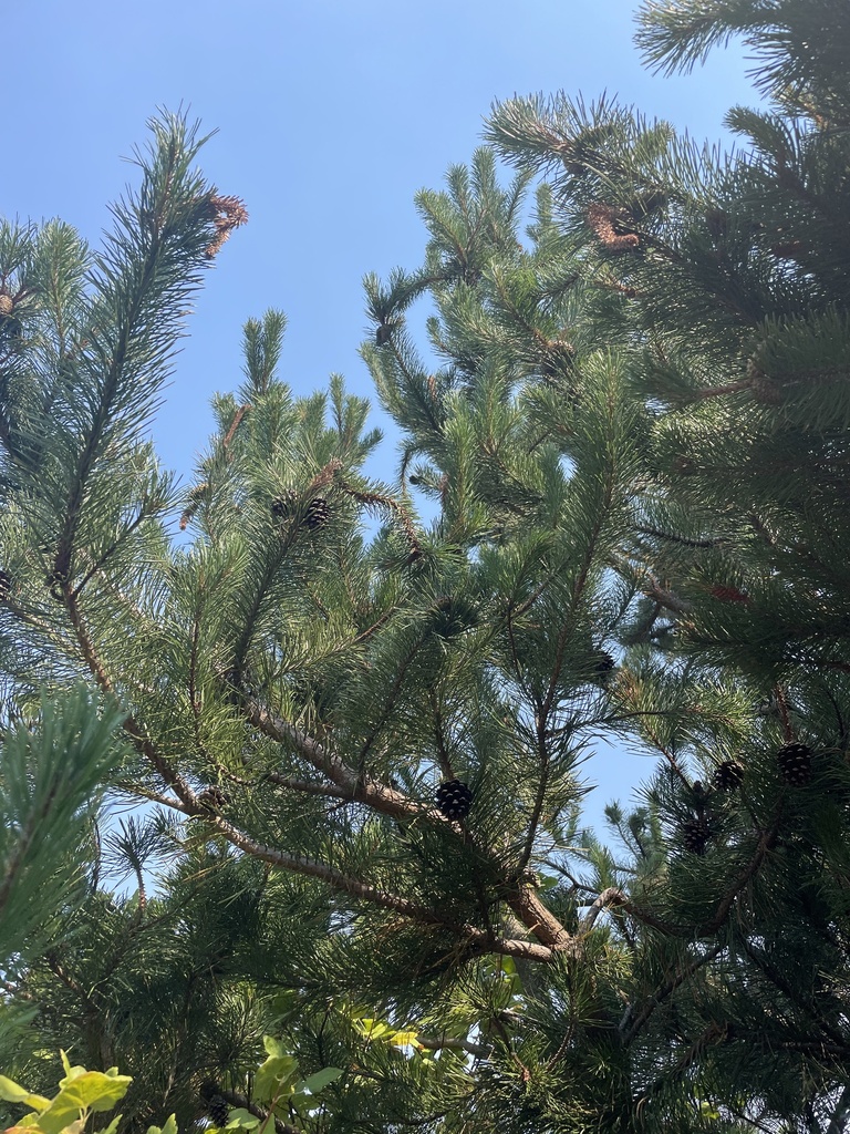 lodgepole pine from Harbor Ave SW, Seattle, WA, US on August 19, 2023 ...