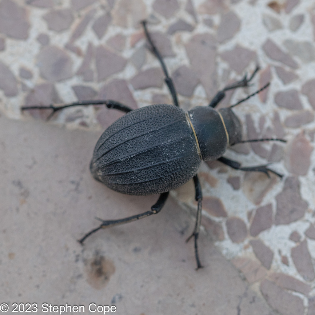 Pimelia baetica from Almanzora, Almería, Spain on August 12, 2023 at 10 ...