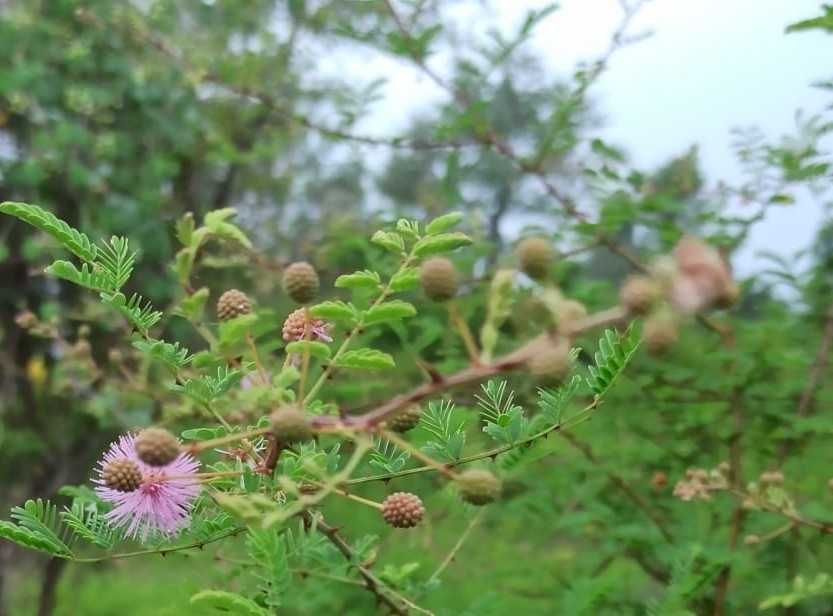 Mimoseae from 363M+VV Charthana forest resthouse muktaienagar ...