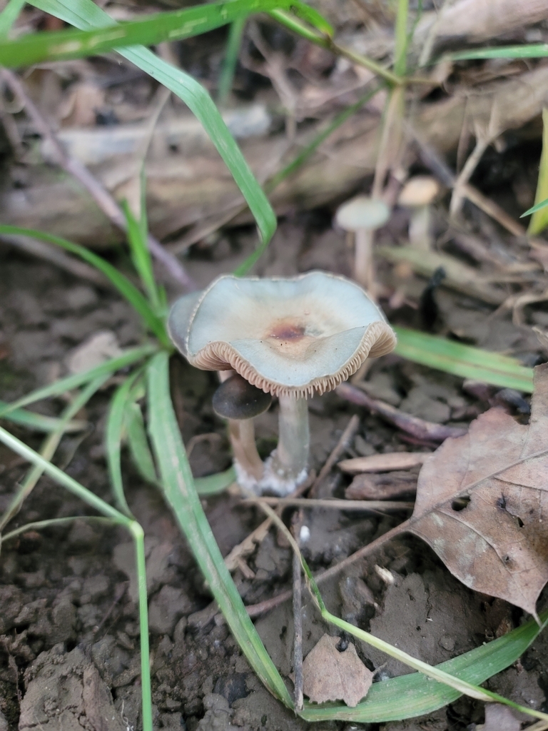 Psychedelic Ovoid Mushroom in June 2023 by Noah Cawthon. Growing in ...