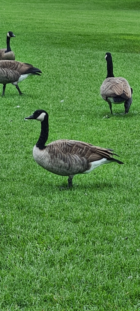 Canada Goose from Mackinac Island, MI 49757, USA on September 6, 2023 ...