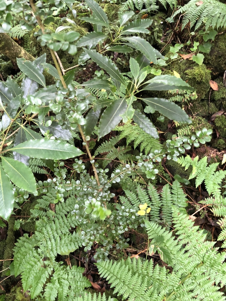 African Boxwood from Ilha do Pico, São Roque Do Pico, Açores, PT on ...