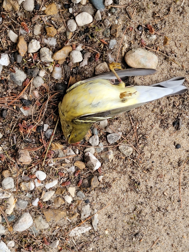 Blackpoll Warbler from Waverly Township, MI, USA on September 6, 2023 ...