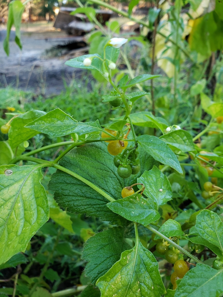 Black Nightshade Complex from White Salmon, WA 98672, USA on September ...