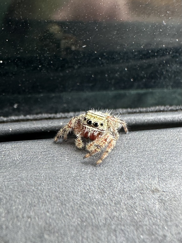 Bold Jumping Spider from Walnut Dr, Gas City, IN, US on September 6 ...