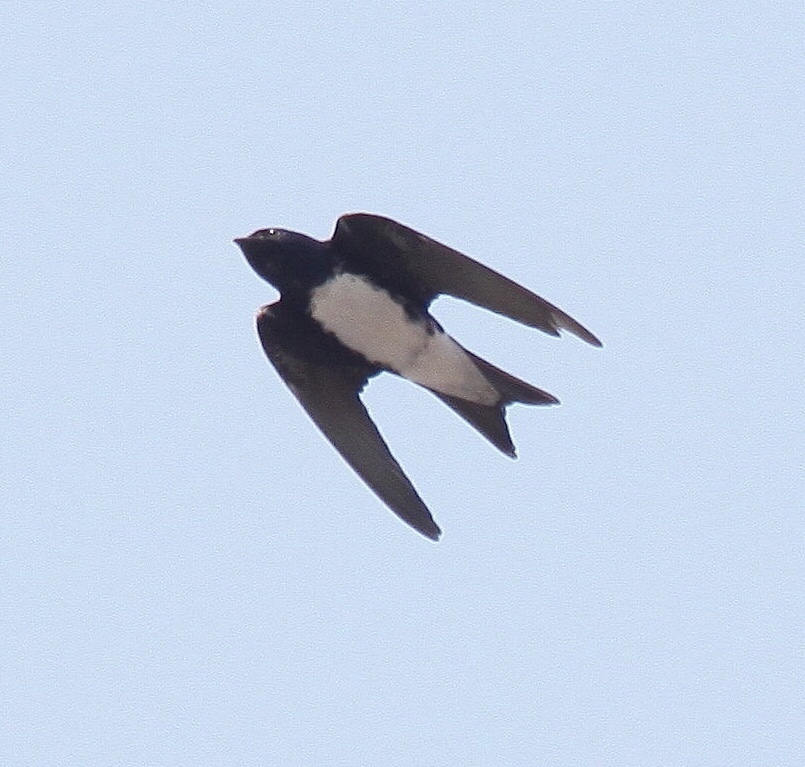 Sinaloa Martin from Puerto Vallarta, Puerto Vallarta, JAL, MX on June 9 ...