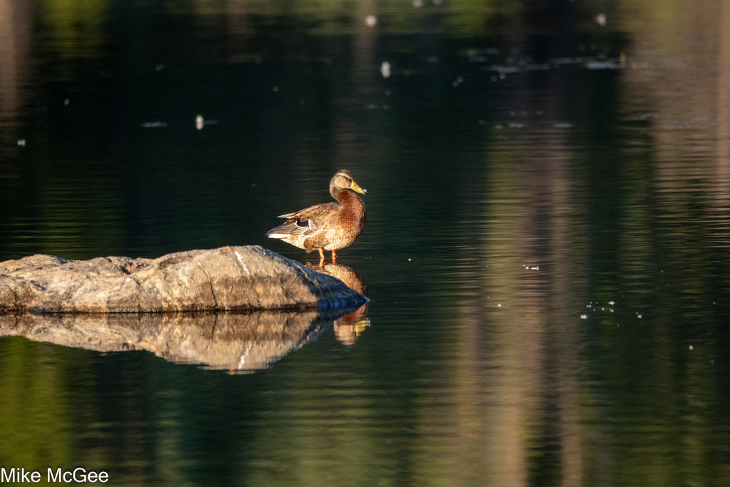 Mallard from Sprague Lake, Colorado 80517, USA on August 17, 2023 at 07 ...