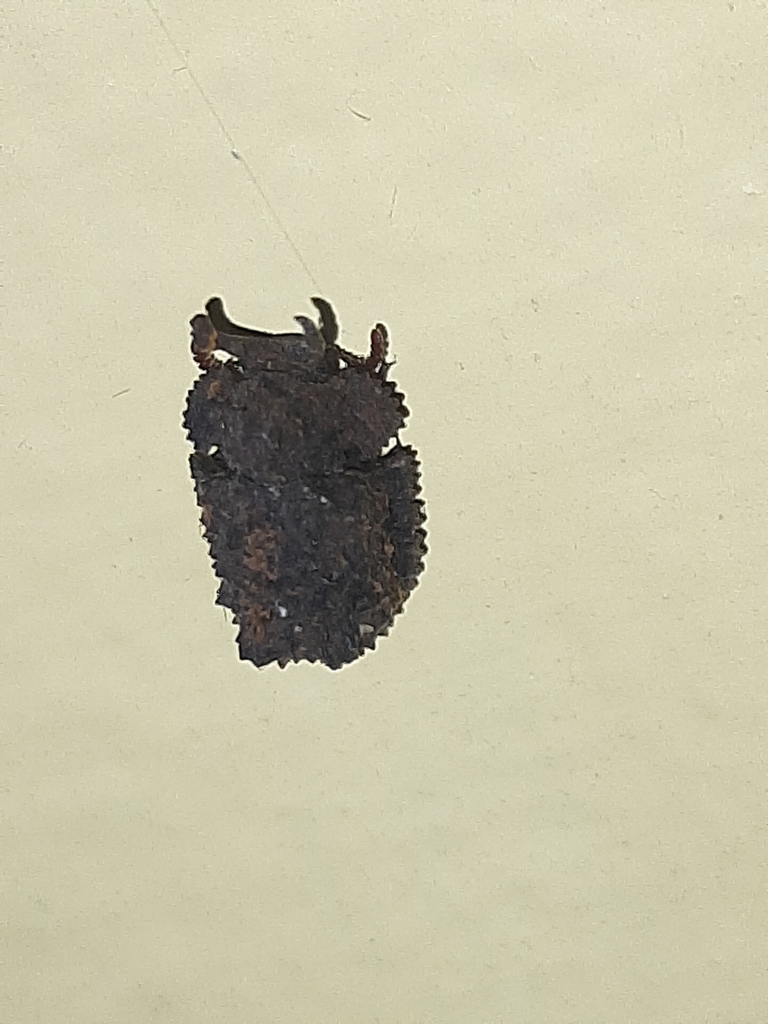 Byrsax from W89Q+73P, Myladathadam, Azhikode South, Azhikode, Kerala ...