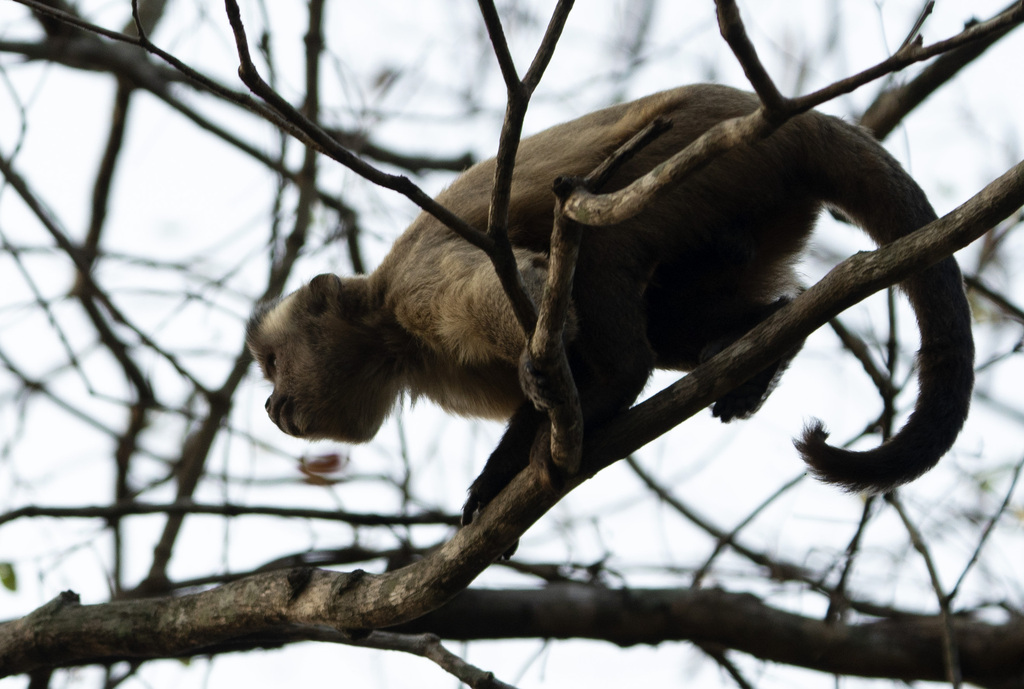 Azara's Capuchin from Estr. Transpantaneira, km 25 - Poconé, MT, 78175 ...